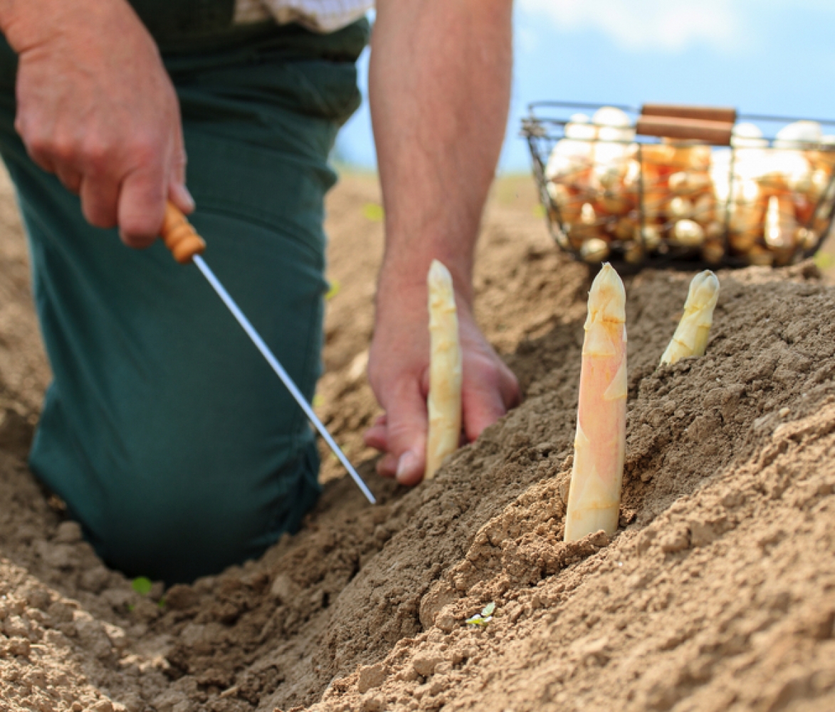 Spargel "satt" vom Buffet
